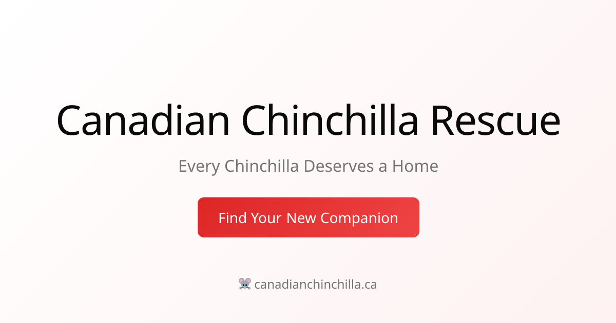 Chinchilla Care Guide | Canadian Chinchilla Rescue